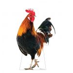 rooster cutout