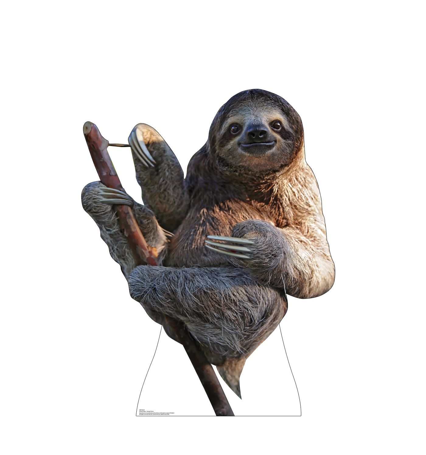Transparent Sloth Tumblr